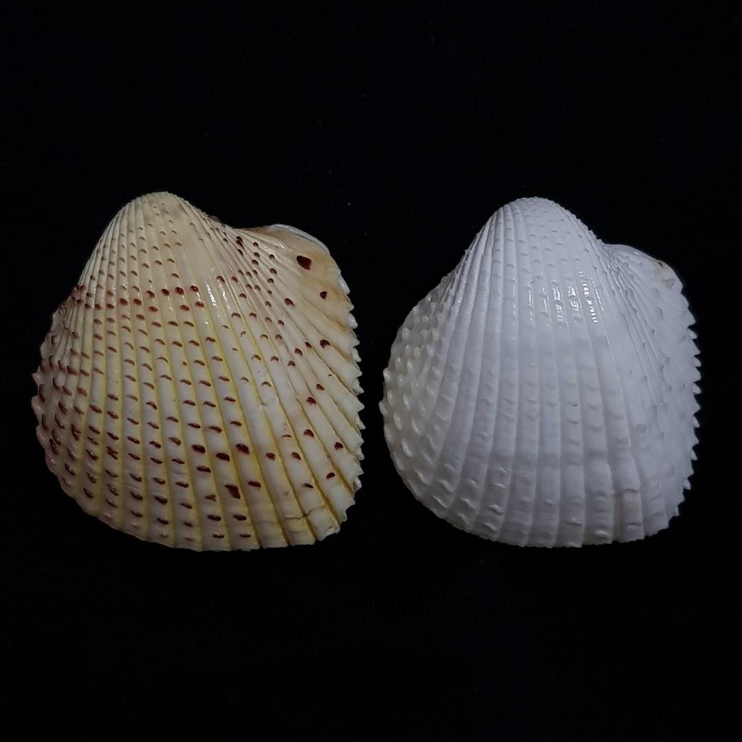 Seashell - VERY RARE Albino Strawberry Cockle, Women's Fashion, Jewelry ...