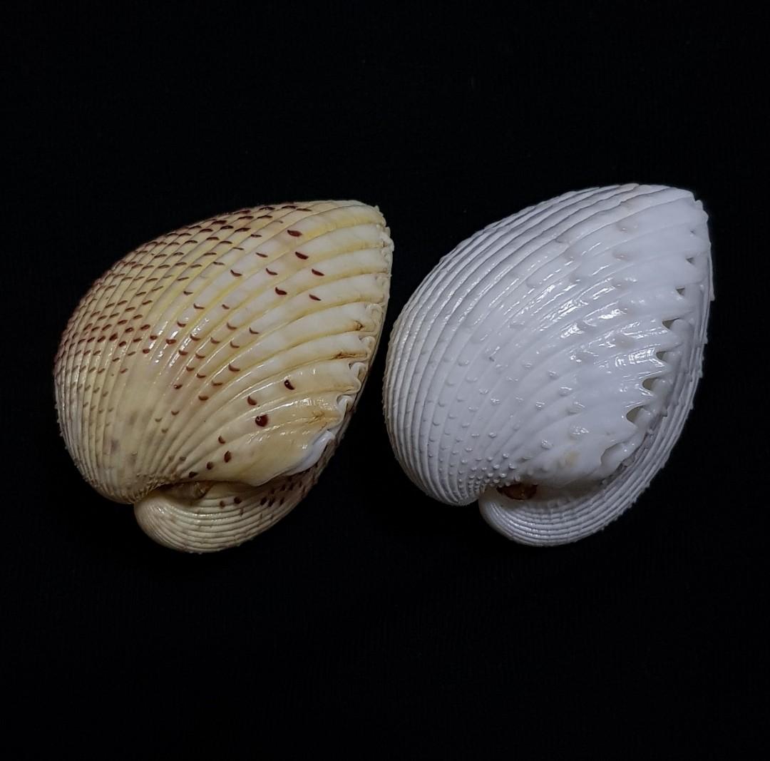 Seashell - VERY RARE Albino Strawberry Cockle, Women's Fashion, Jewelry ...