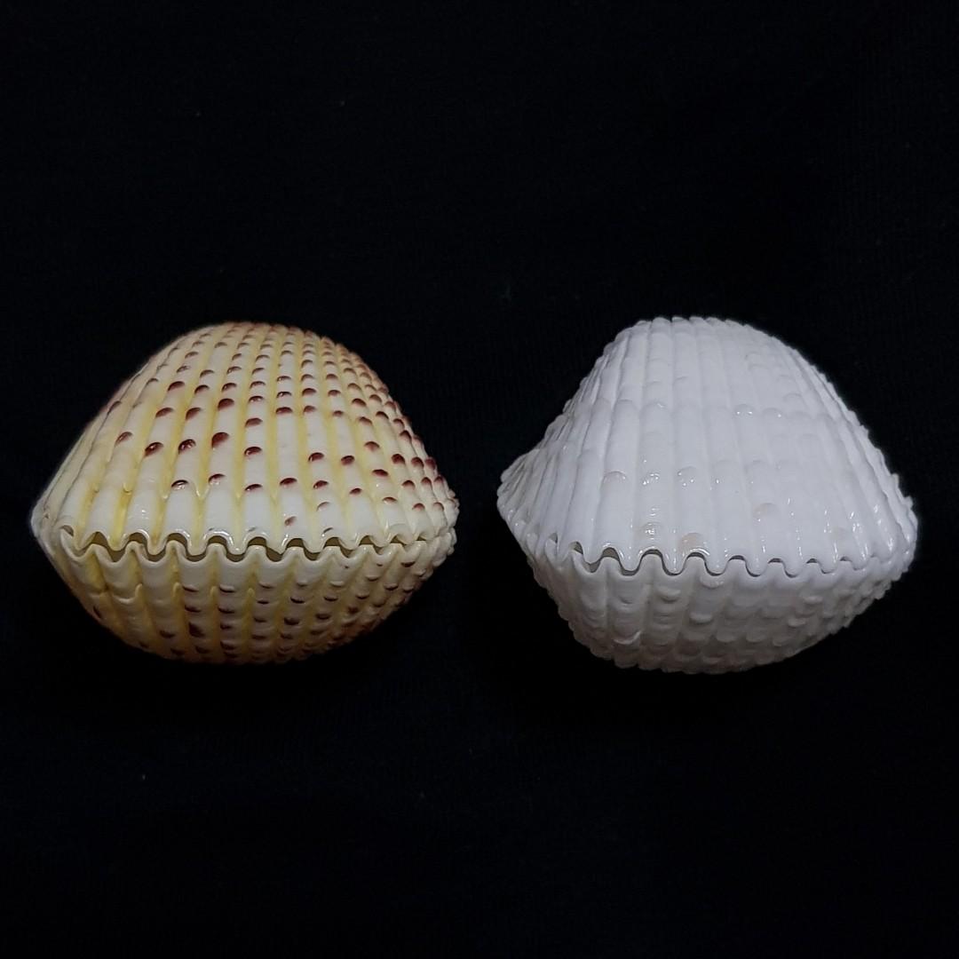 Seashell - VERY RARE Albino Strawberry Cockle, Women's Fashion, Jewelry ...