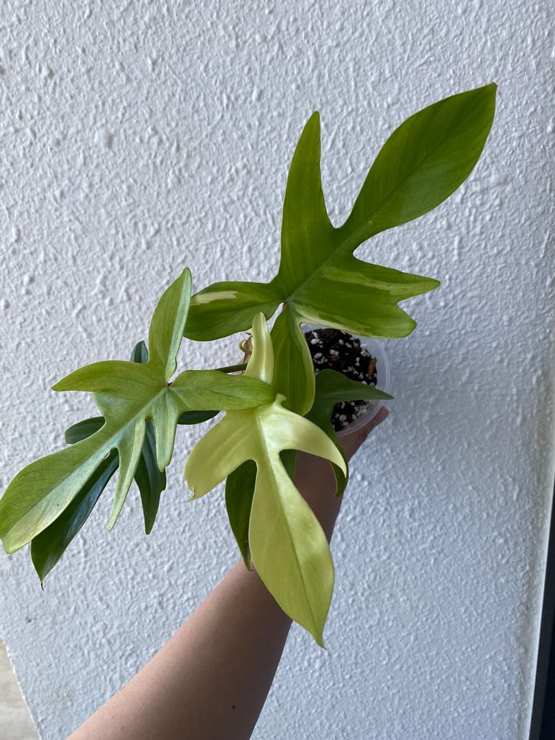 Philodendron Florida Ghost Variegated, Gardening, Plants on Carousell
