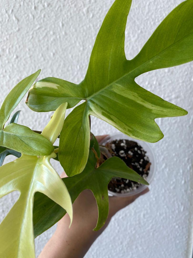 Philodendron Florida Ghost Variegated, Gardening, Plants on Carousell