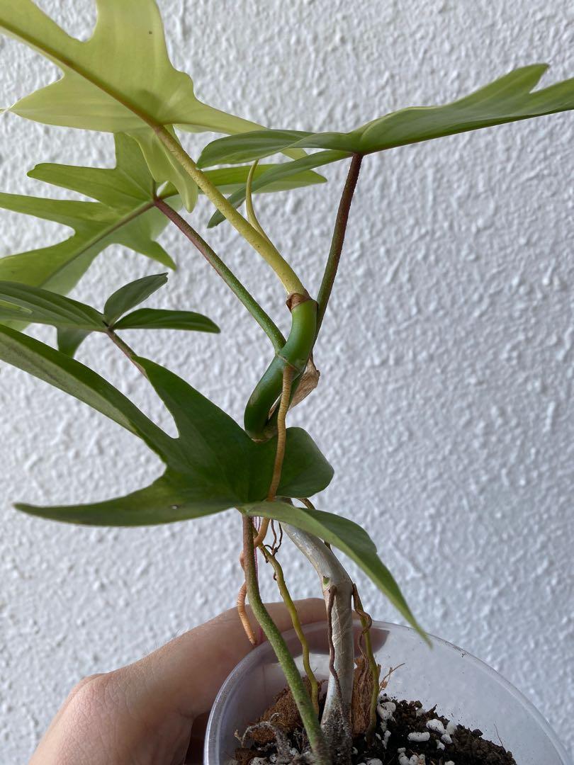 Philodendron Florida Ghost Variegated, Gardening, Plants on Carousell
