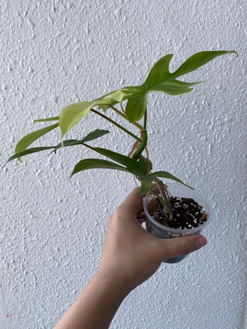 Philodendron Florida Ghost Variegated, Gardening, Plants on Carousell