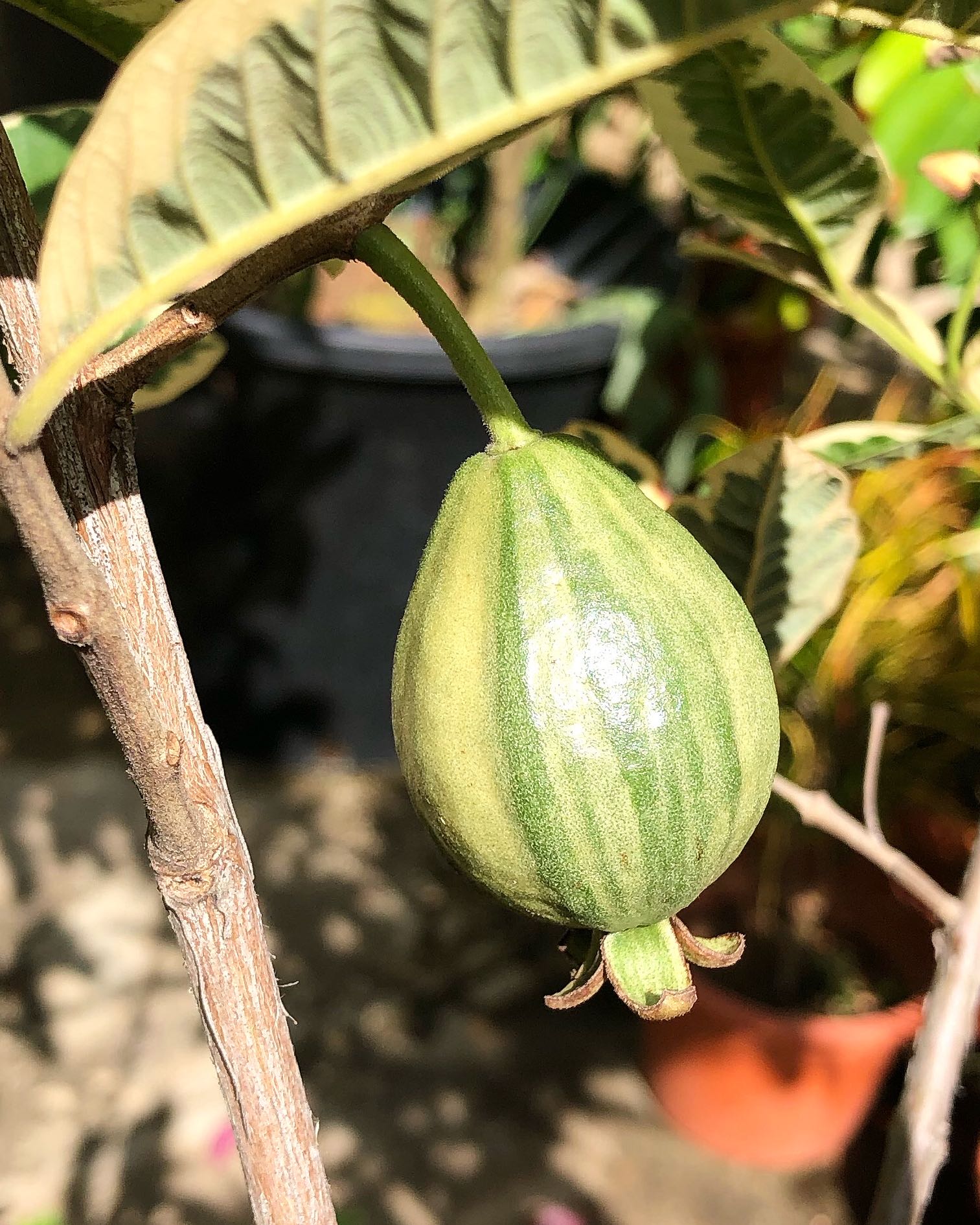 Big Fruiting Variegated Guava Potted Plant (Very Rare), Furniture ...