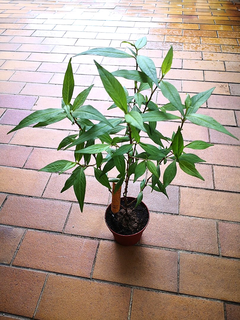 Laksa leaves / vietnamese mint/ Daun Kesum, Gardening, Plants on Carousell