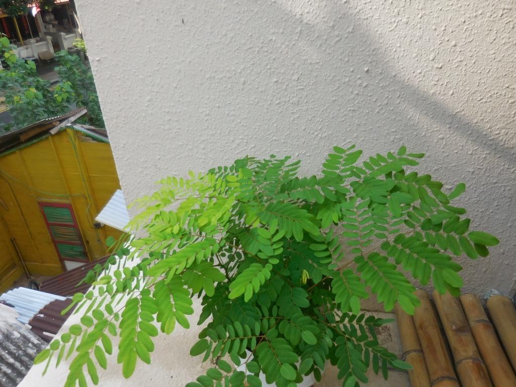 Saga Tree Saplings, Furniture & Home Living, Gardening, Plants & Seeds ...