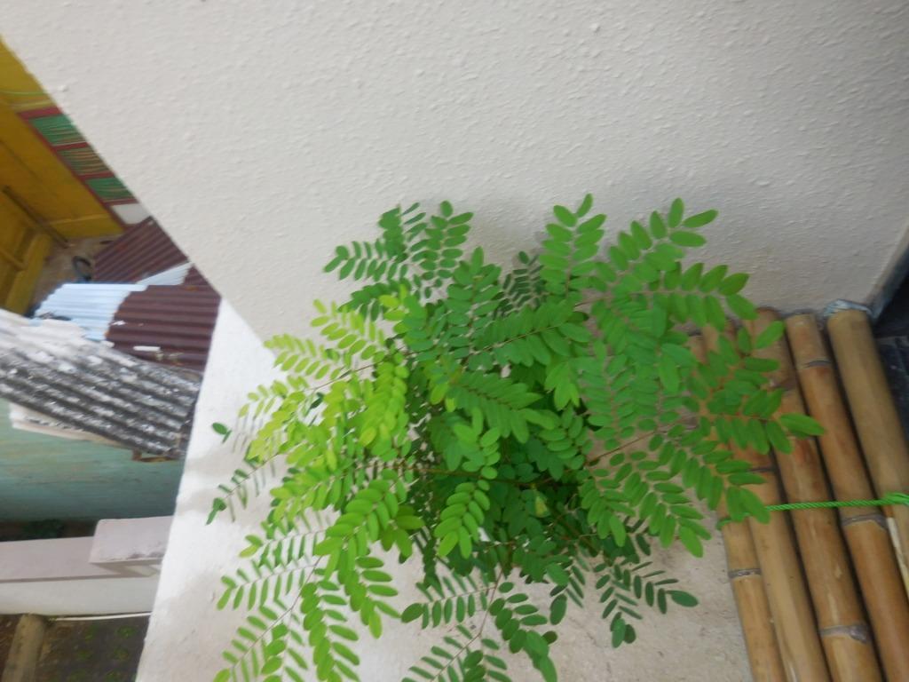 Saga Tree Saplings, Furniture & Home Living, Gardening, Plants & Seeds ...