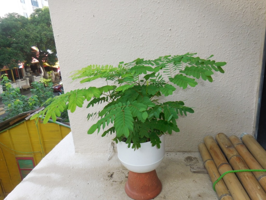 Saga Tree Saplings, Furniture & Home Living, Gardening, Plants & Seeds ...