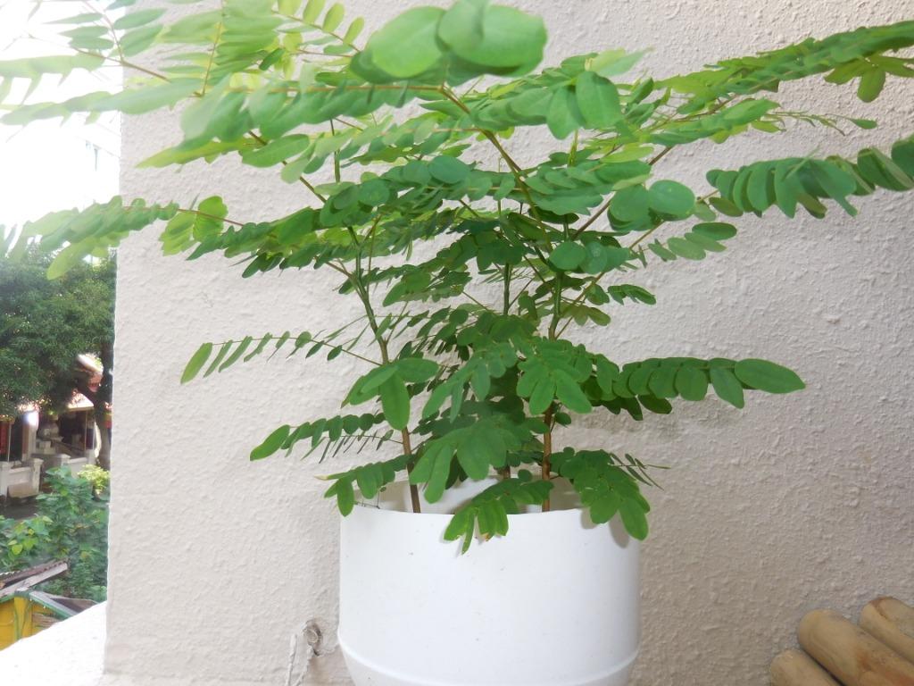 Saga Tree Saplings, Furniture & Home Living, Gardening, Plants & Seeds ...