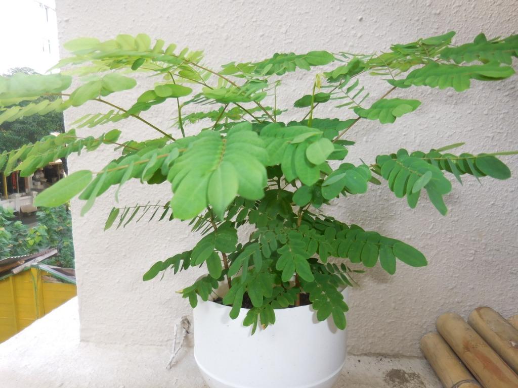 Saga Tree Saplings, Furniture & Home Living, Gardening, Plants & Seeds ...