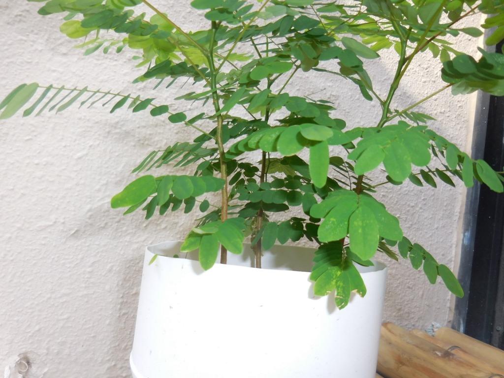 Saga Tree Saplings, Furniture & Home Living, Gardening, Plants & Seeds ...