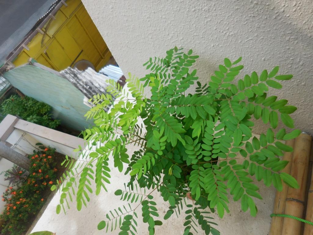 Saga Tree Saplings, Furniture & Home Living, Gardening, Plants & Seeds ...
