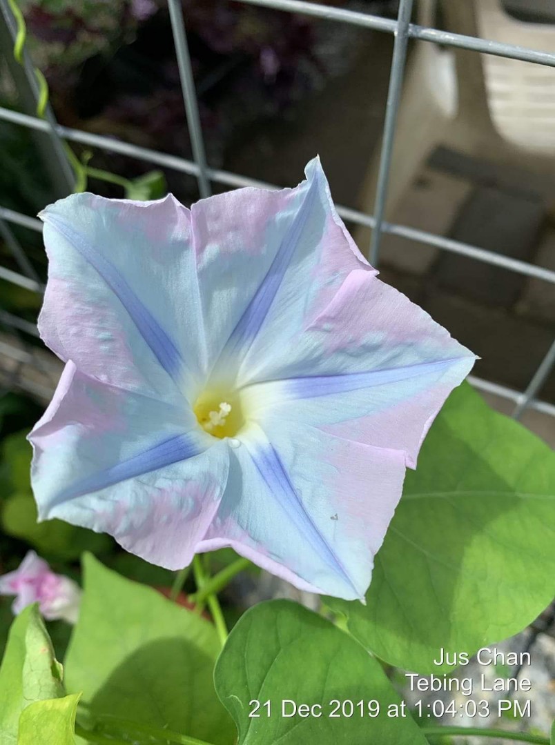 Rare seeds ：5 seeds Blue Star ,Ipomoea tricolor morning glory ...