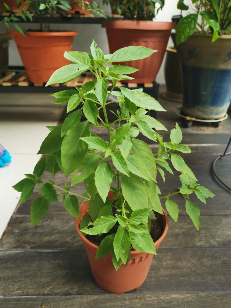 Rare Organic Kemangi plant from Indonesia /Lemon Basil, Furniture ...