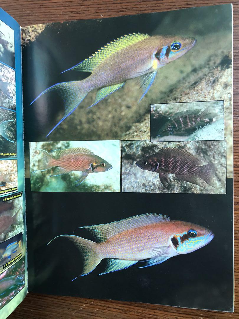 Tanganyika Cichlids in their natural habitat, Hobbies & Toys ...