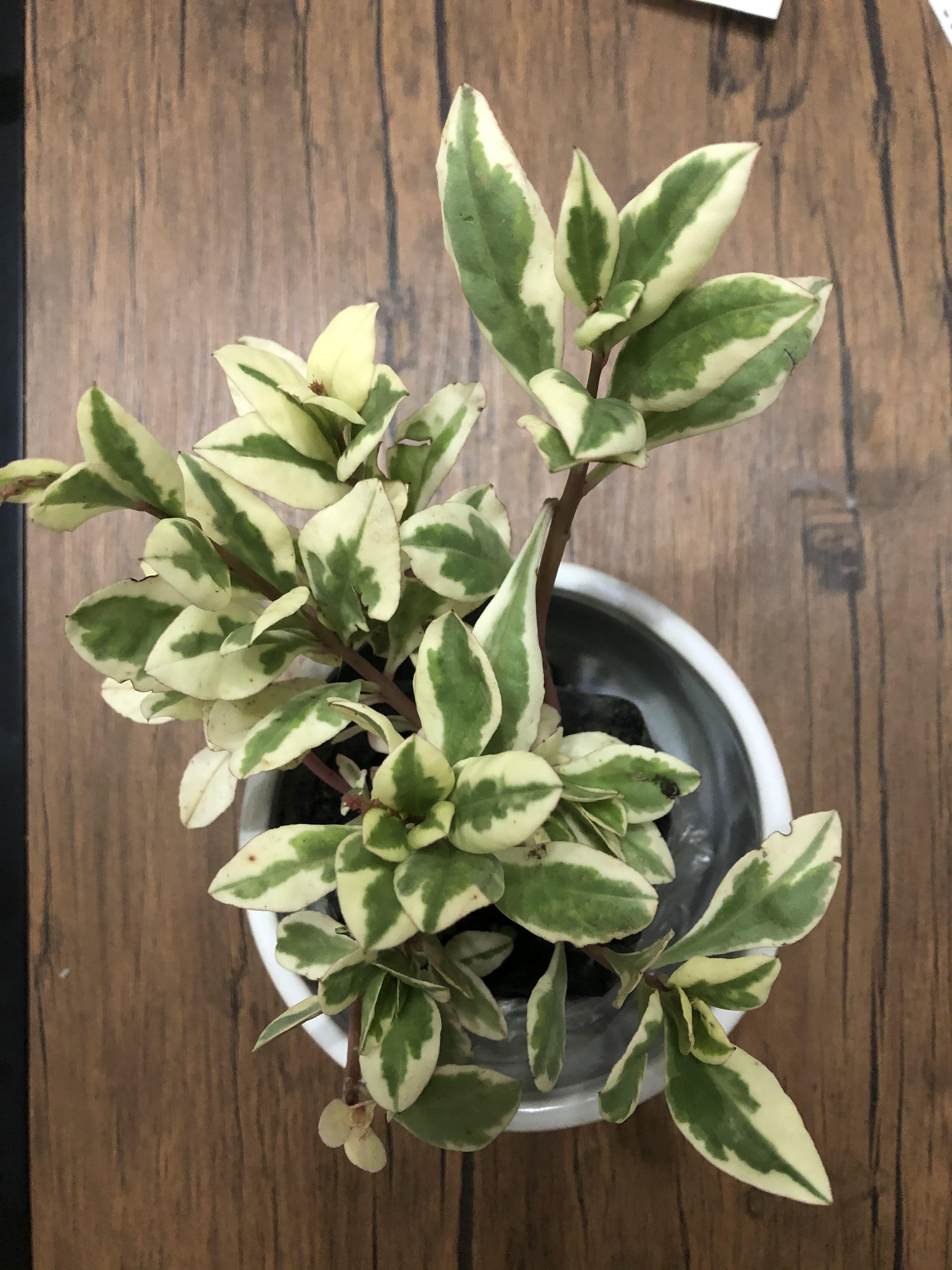 Variegated White Moa - Indoor and Outdoor Plant, Furniture & Home ...