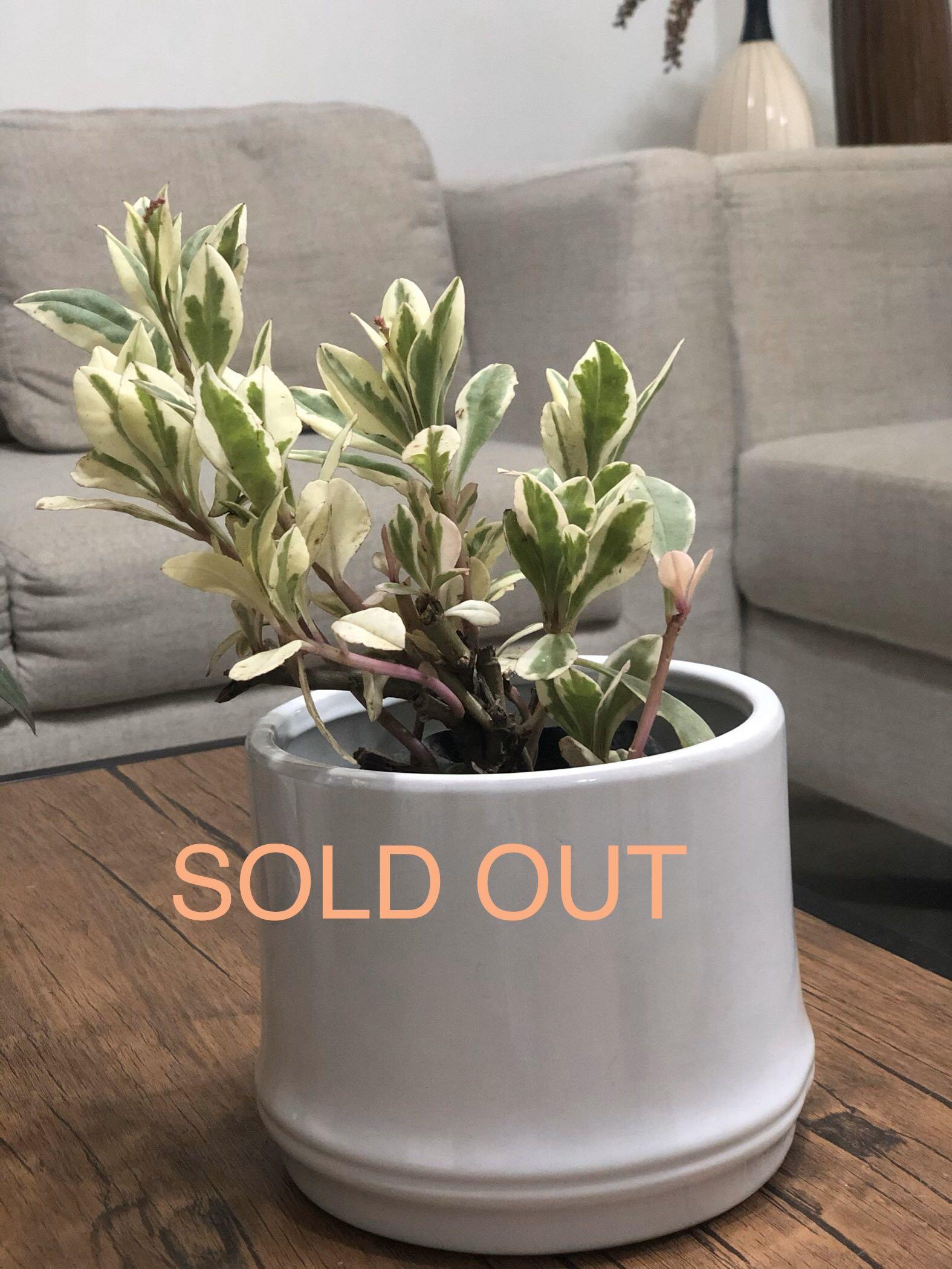 Variegated White Moa - Indoor and Outdoor Plant, Furniture & Home ...