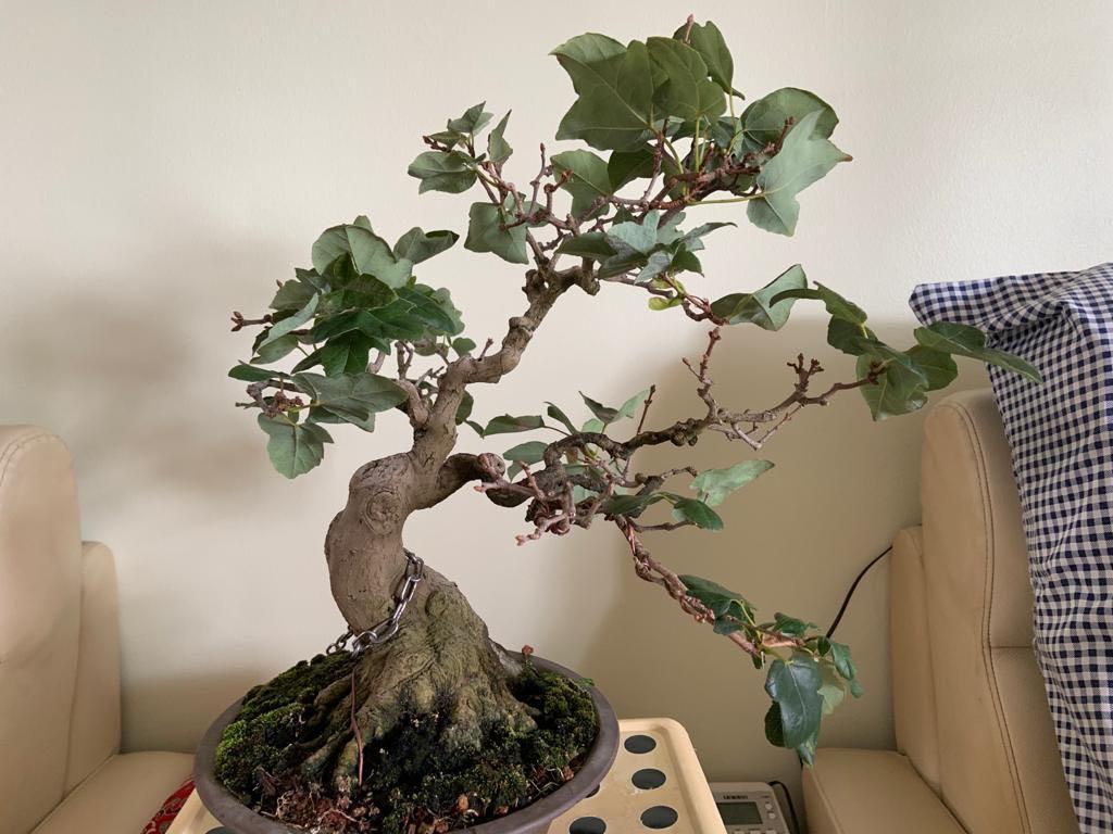 Bonsai Taiwan Maple Tree, Furniture & Home Living, Gardening, Plants ...