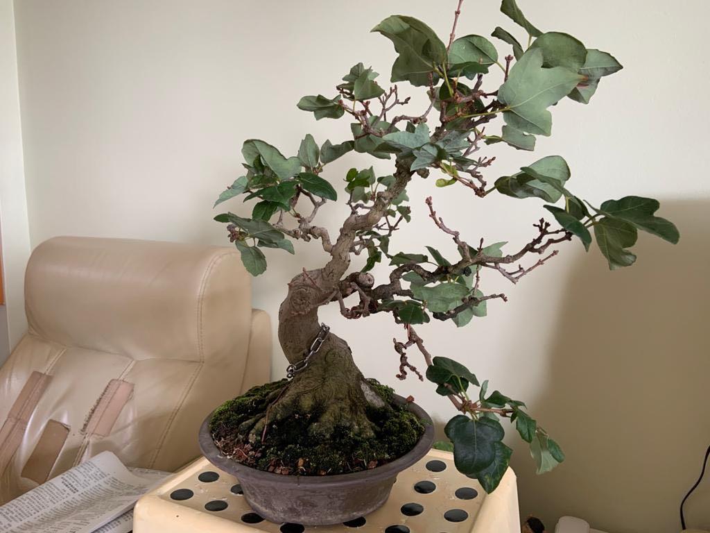 Bonsai Taiwan Maple Tree, Furniture & Home Living, Gardening, Plants ...