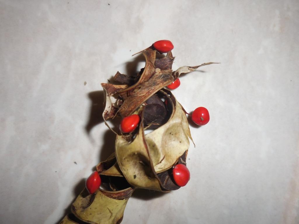 Saga Tree Saplings, Furniture & Home Living, Gardening, Plants & Seeds ...