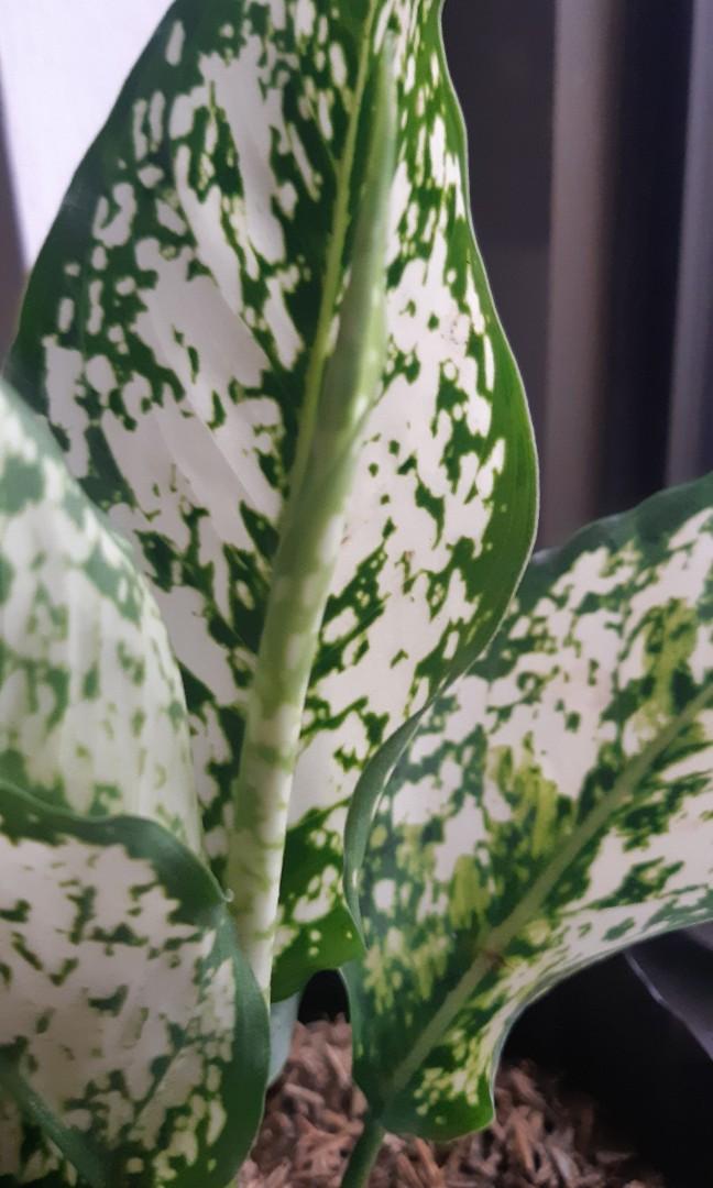 Aglaonema Snow White (last piece!!!), Furniture & Home Living ...