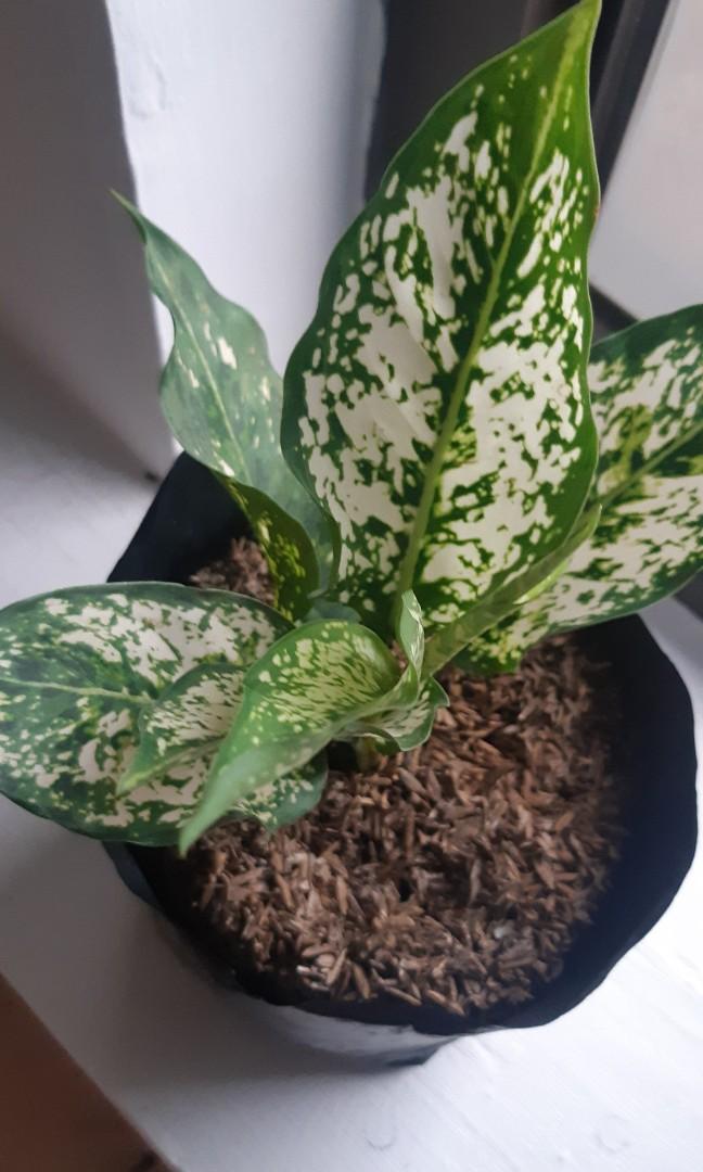 Aglaonema Snow White (last piece!!!), Furniture & Home Living ...
