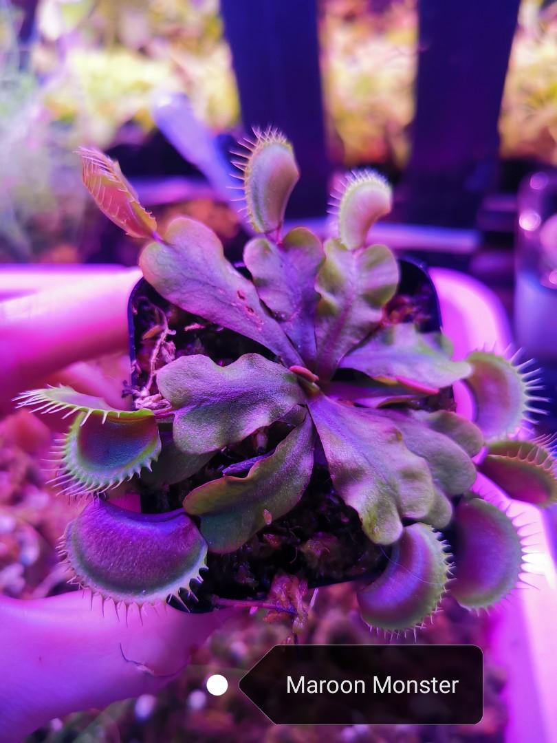'Maroon Monster' VFT Venus flytrap eats insects Dionaea muscipula, Gardening, Plants on Carousell