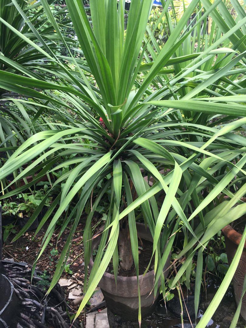 Yuka plants, Furniture & Home Living, Gardening, Plants & Seeds on ...