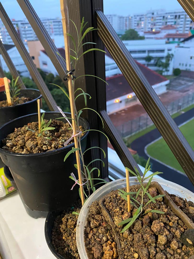 Black Goji/wolf berry seedlings for Sale! ( Rare plants), Furniture ...