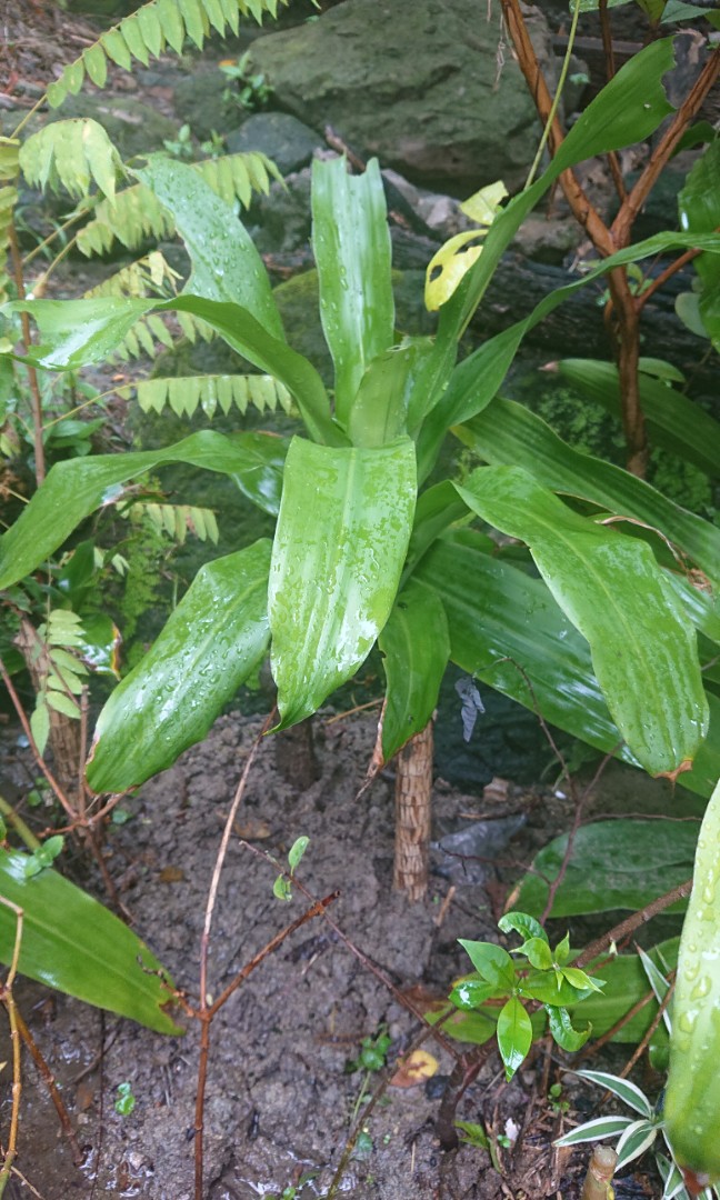 Fortune Plant from mother stem, Furniture & Home Living, Gardening ...