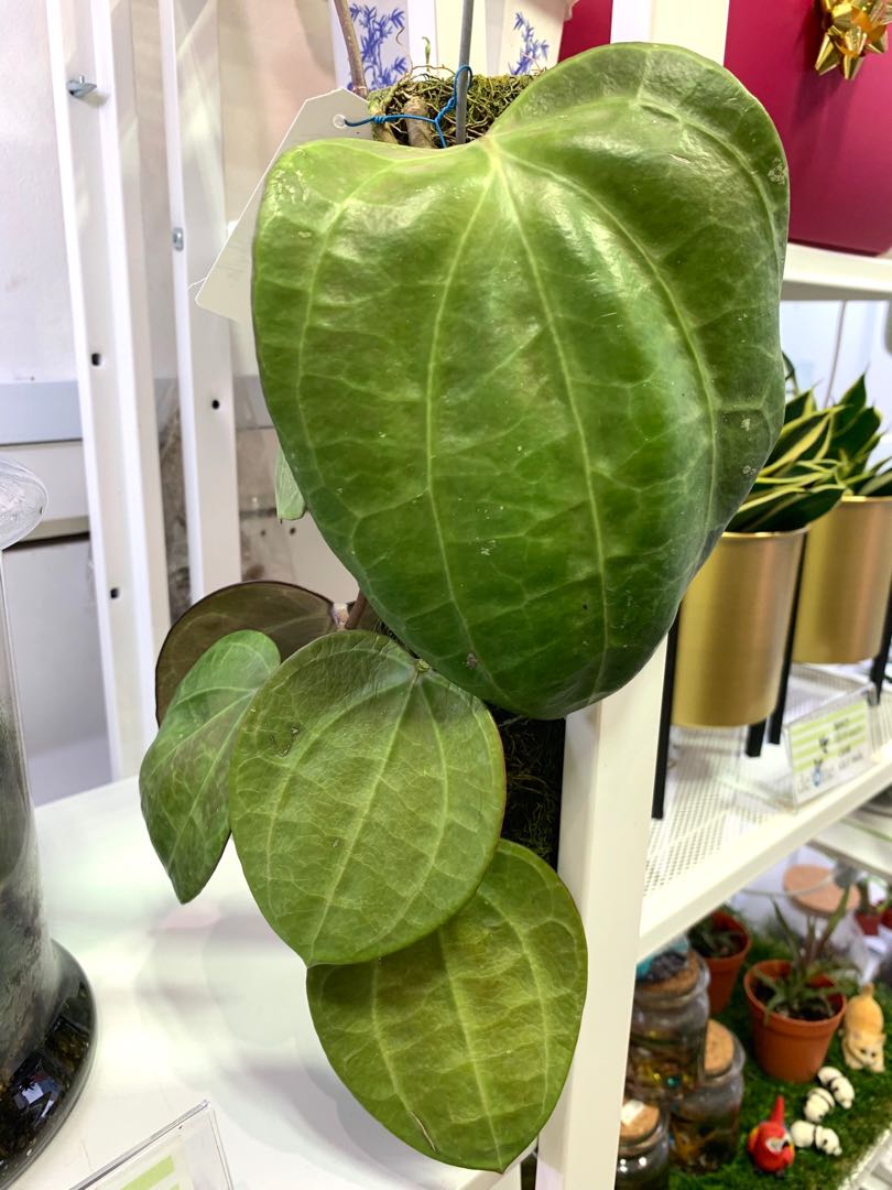 hoya macrophylla (big leaf), Gardening, Pots & Planters on Carousell