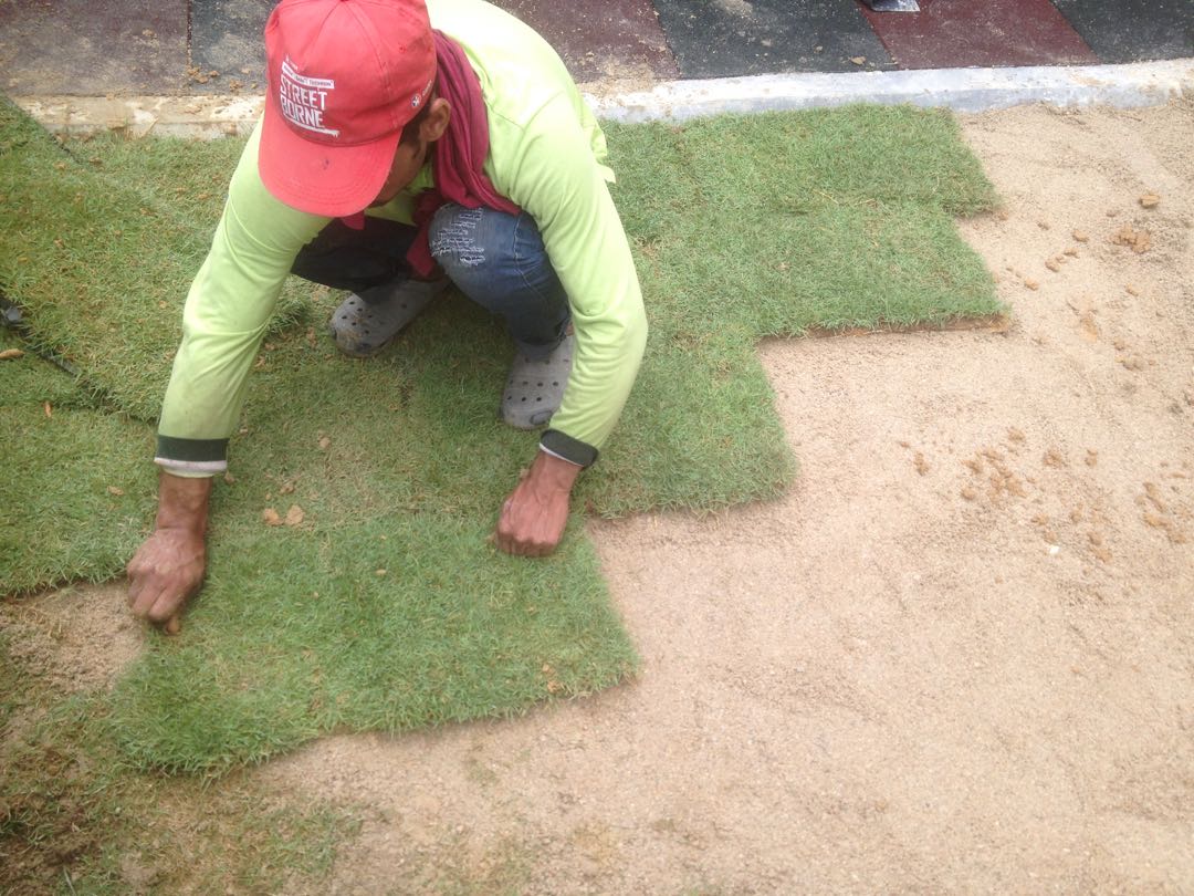 Tanam Rumput Carpet Grass, Services, Home Services, Renovations on ...