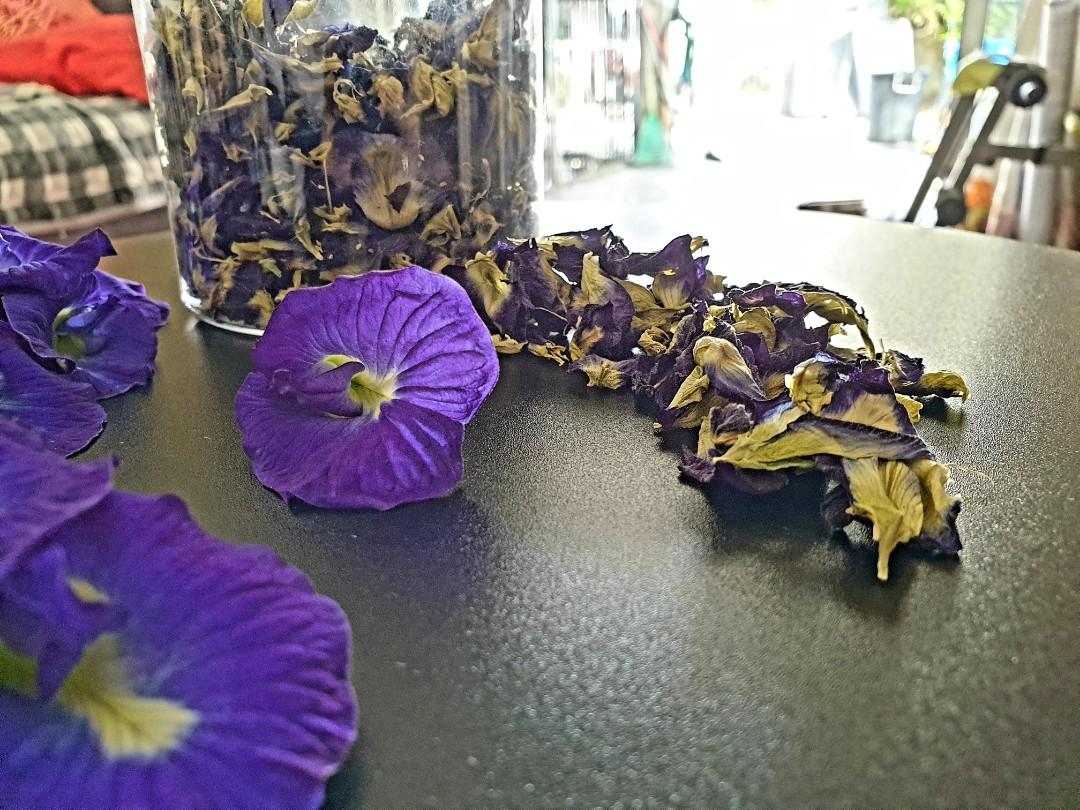 Morning Glory Flower - for tea, Furniture & Home Living, Gardening ...