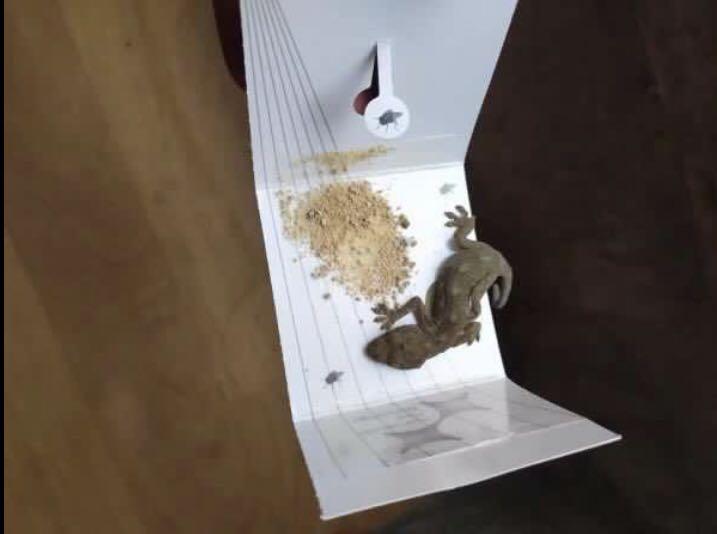 NEW! Expest Lizard Trap x 3 sets in 1 Sheet, Everything Else on Carousell