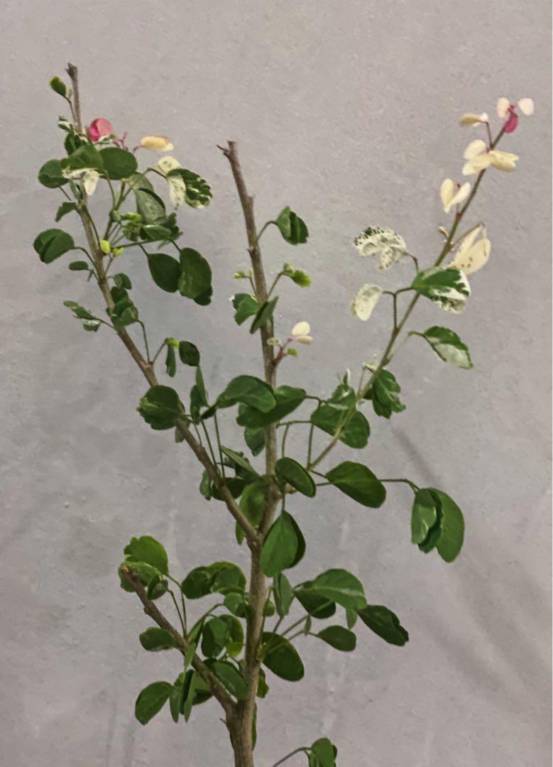 pithecellobium dulce variegated, Furniture & Home Living, Gardening ...