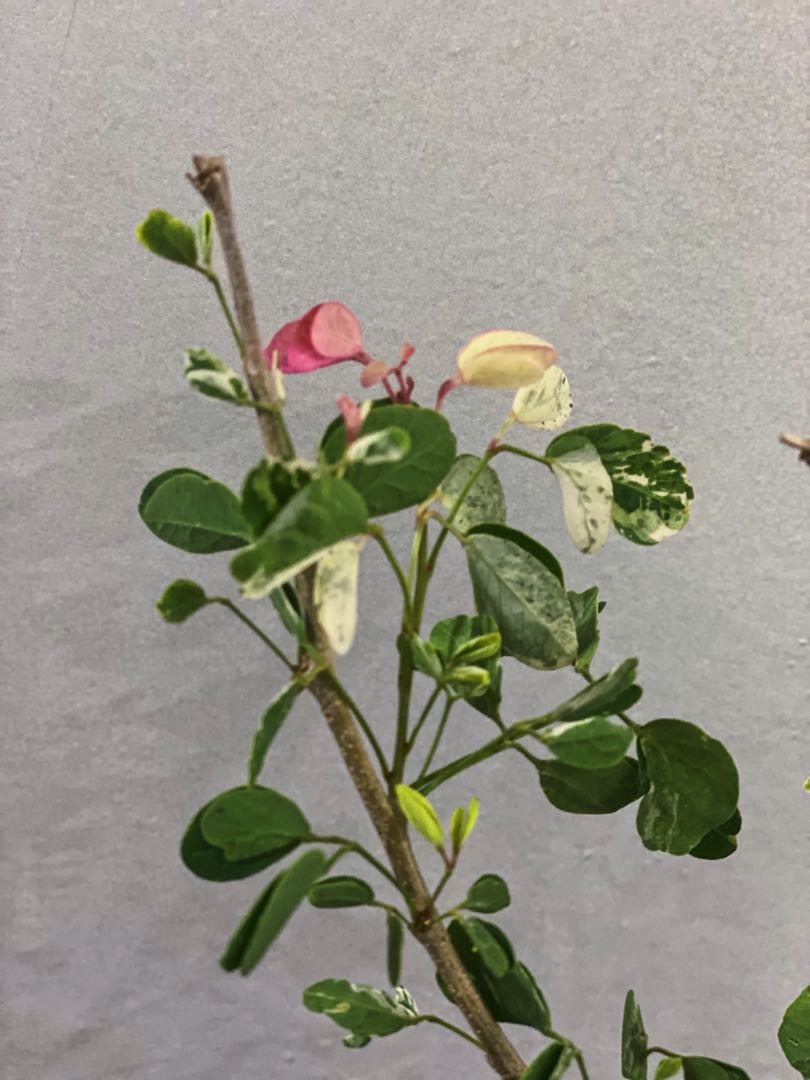 pithecellobium dulce variegated, Furniture & Home Living, Gardening ...