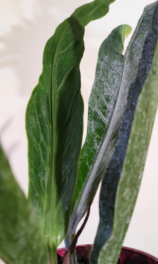 Anthurium Angel Wings, Furniture & Home Living, Gardening, Plants ...