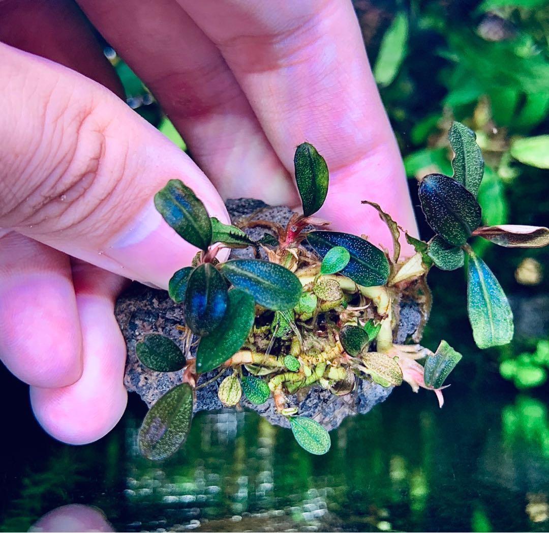 Bucephalandra Species, Furniture & Home Living, Gardening, Plants ...