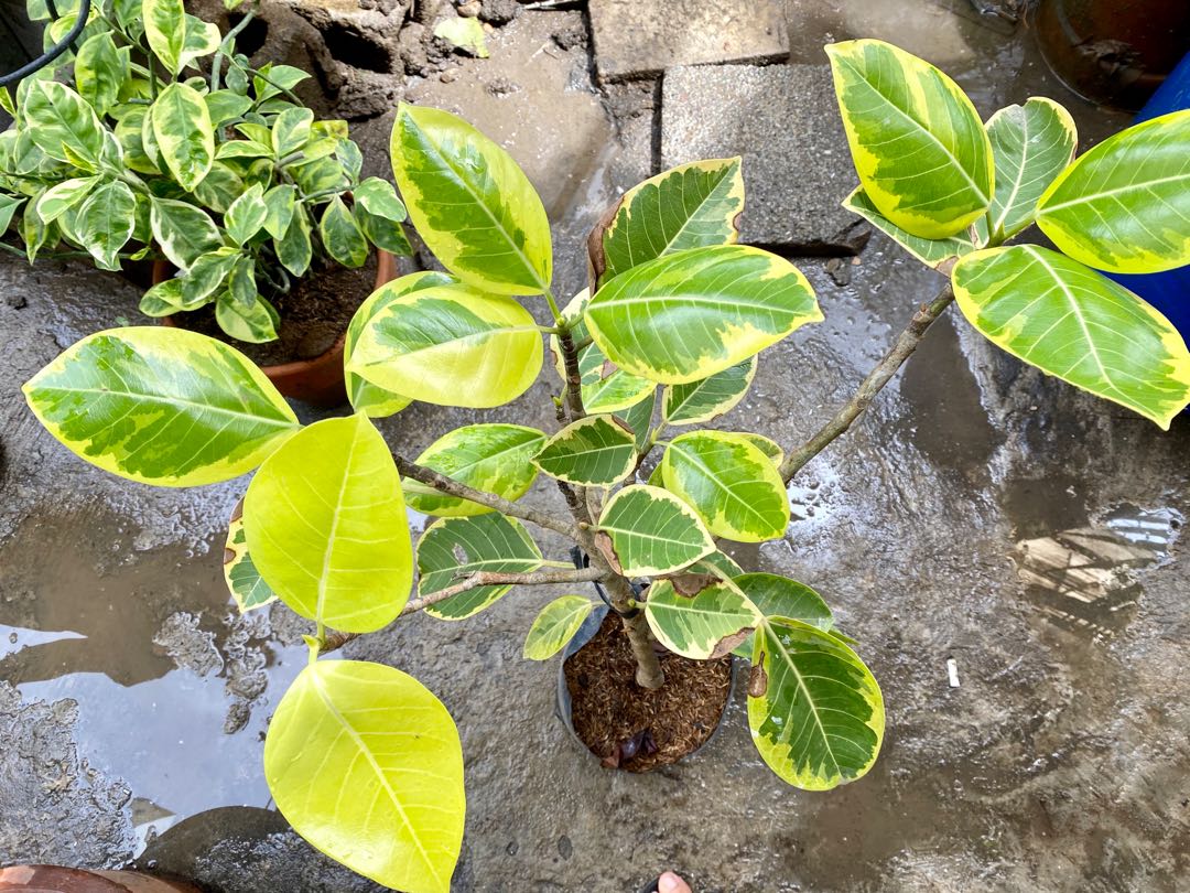 Lemon Lime Rubber Tree 2ft, Furniture & Home Living, Gardening, Plants ...