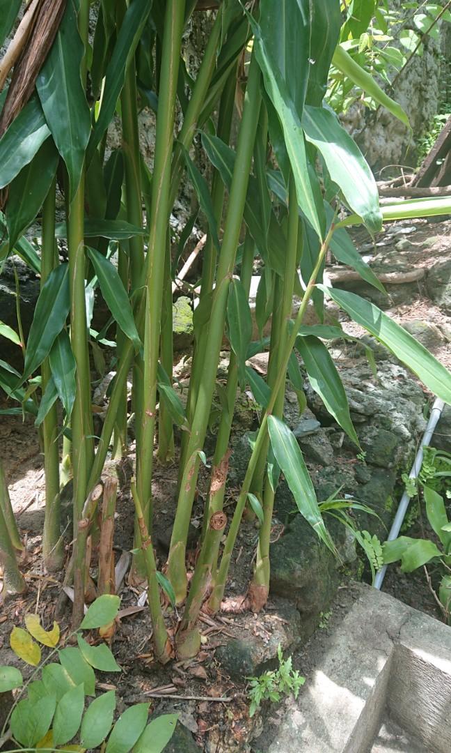 Tagbak stem plant medicinal plant stem for arthritis for sale from ...