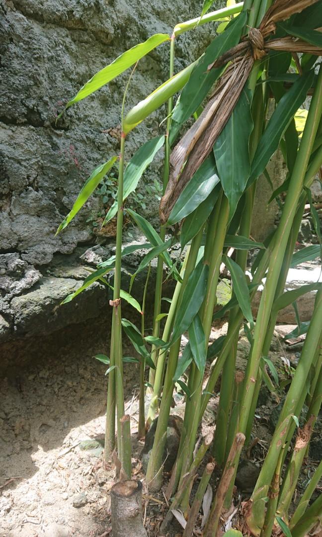 Tagbak stem plant medicinal plant stem for arthritis for sale from ...