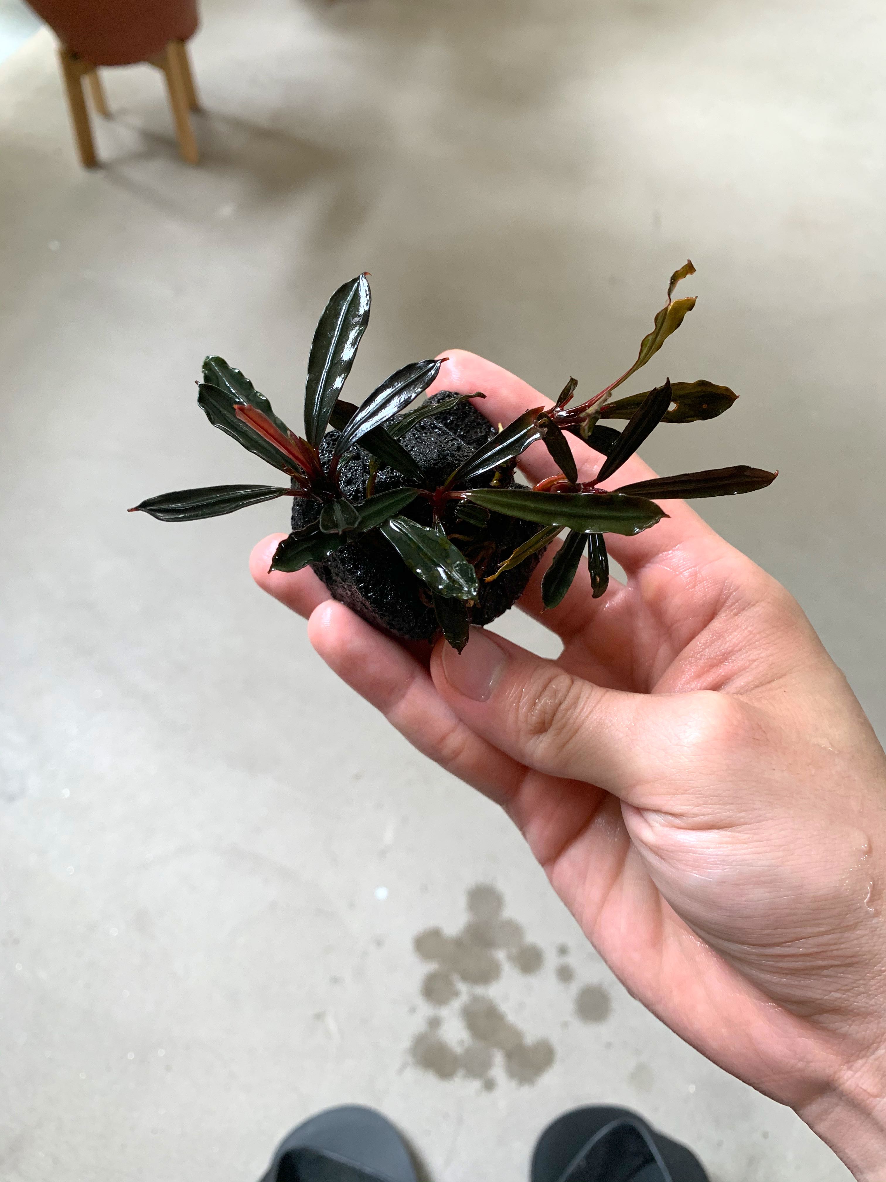 Bucep sp. Splendor Mini, Furniture & Home Living, Gardening, Plants ...