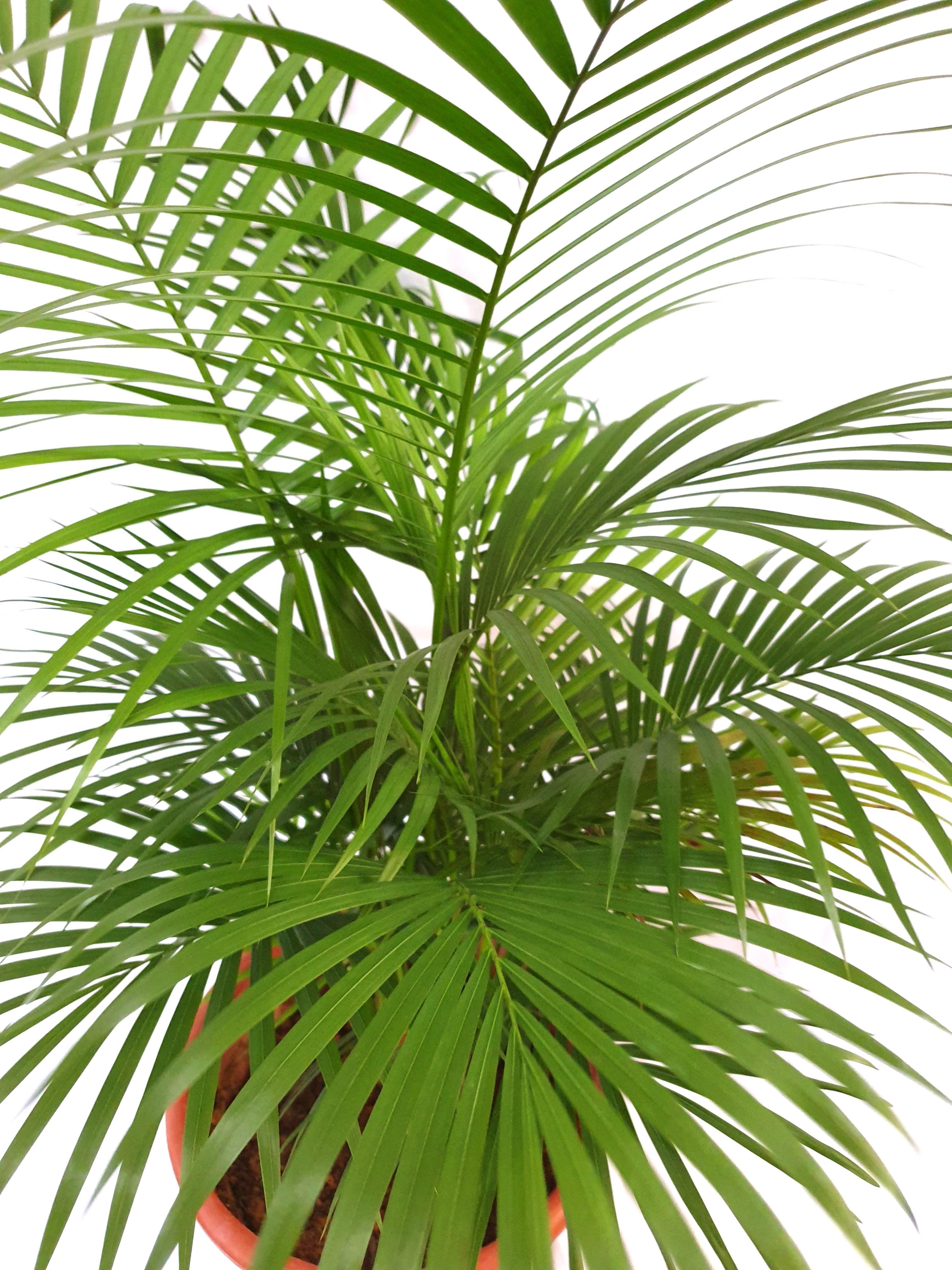 Java Palm (Large), Gardening, Plants on Carousell