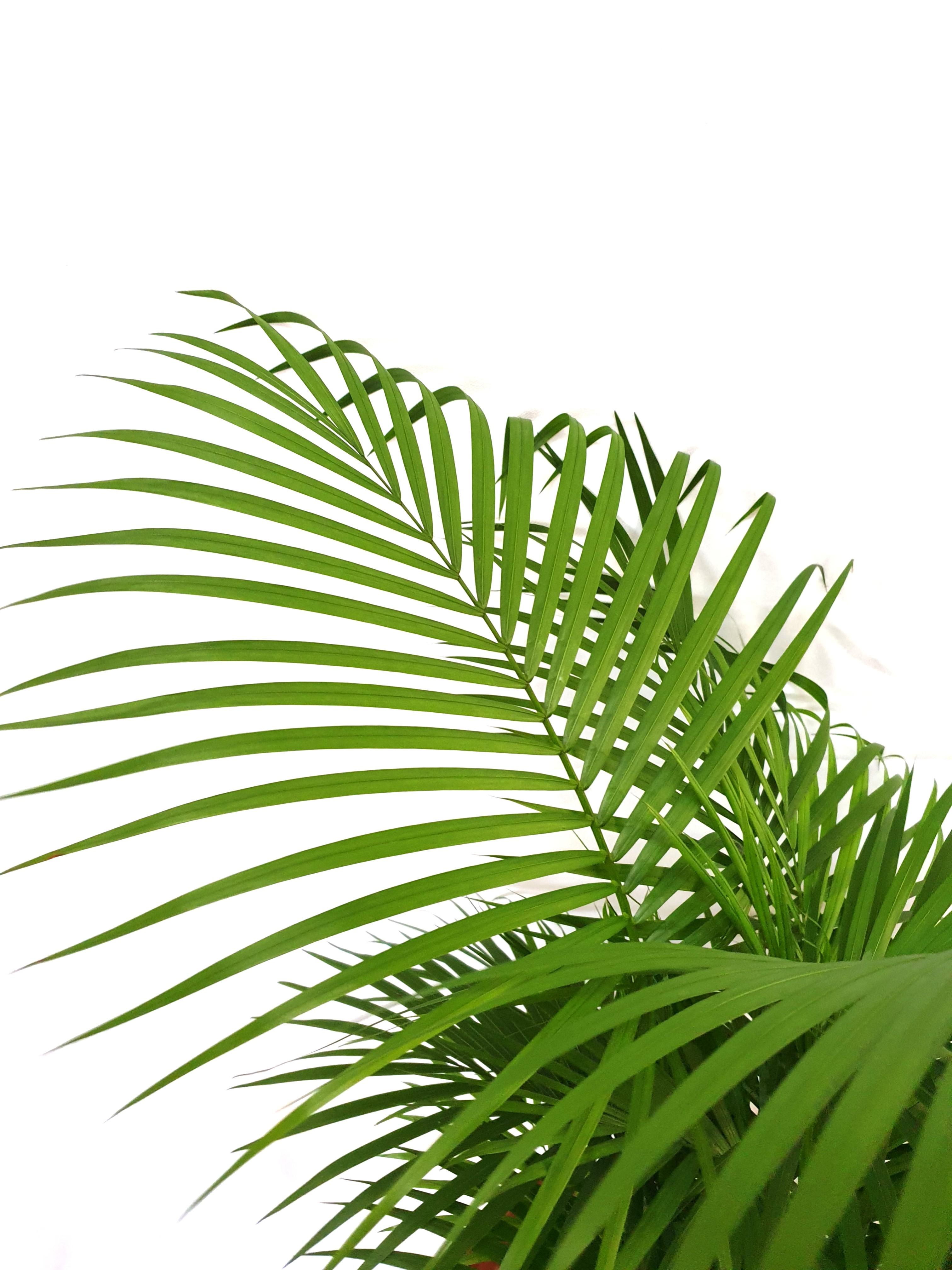 Java Palm (Large), Gardening, Plants on Carousell