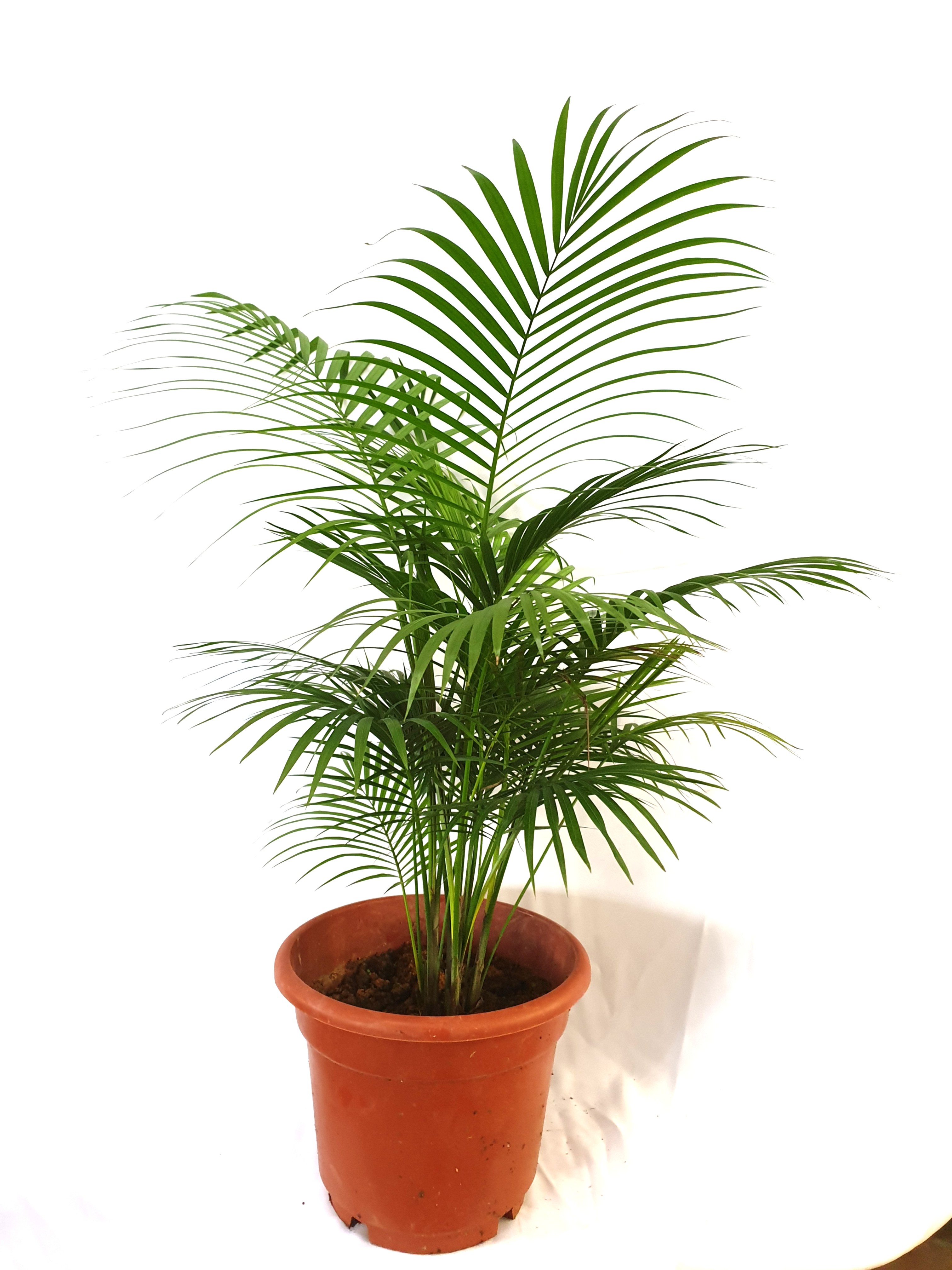 Java Palm (Large), Gardening, Plants on Carousell