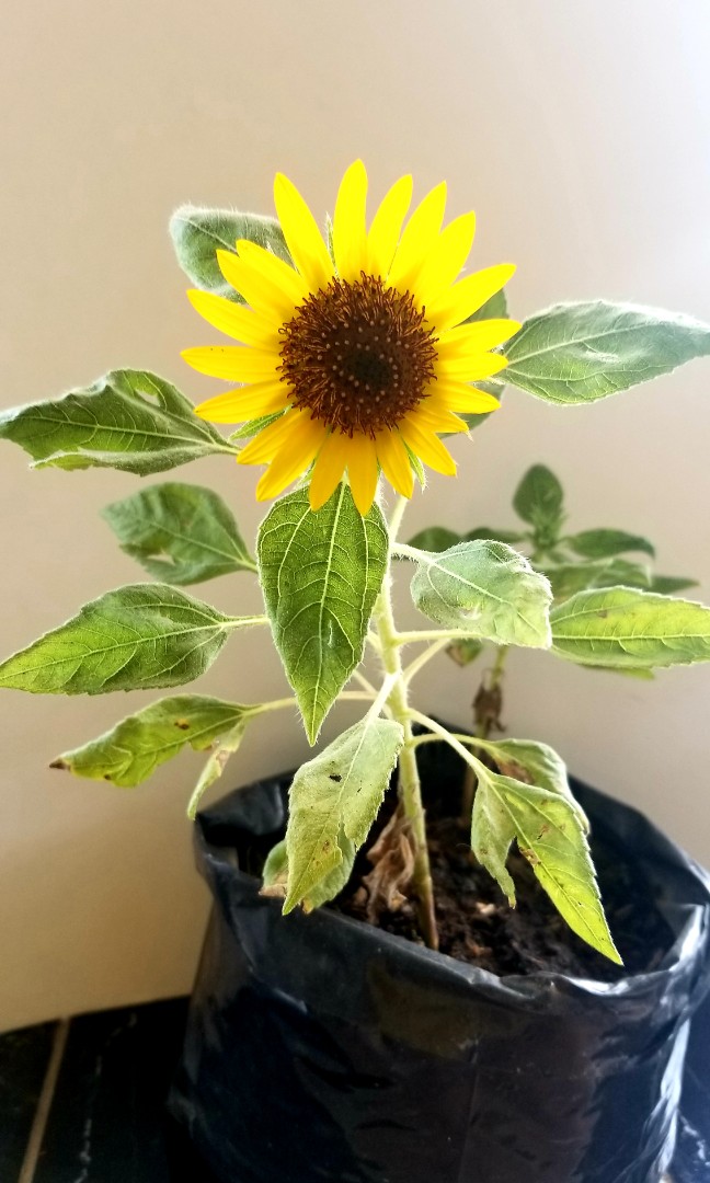 Mini Sunflower 6 to 8 inches, Furniture & Home Living, Gardening ...