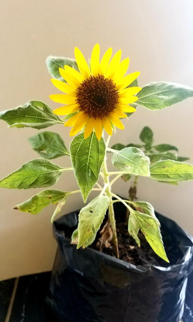 Mini Sunflower 6 to 8 inches, Furniture & Home Living, Gardening ...