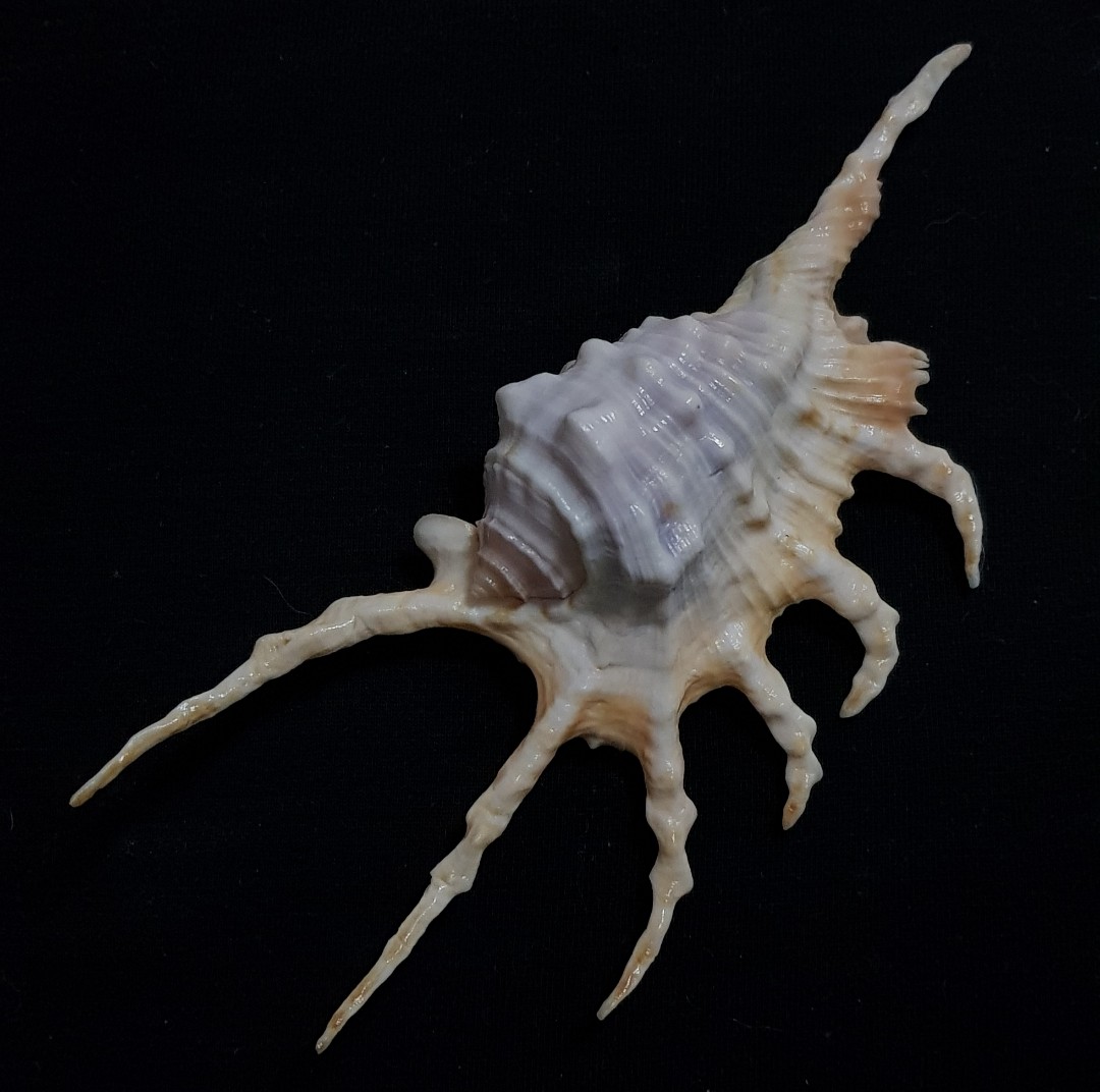 Seashell - LONG SPINES Scorpion Conch, Women's Fashion, Jewelry ...
