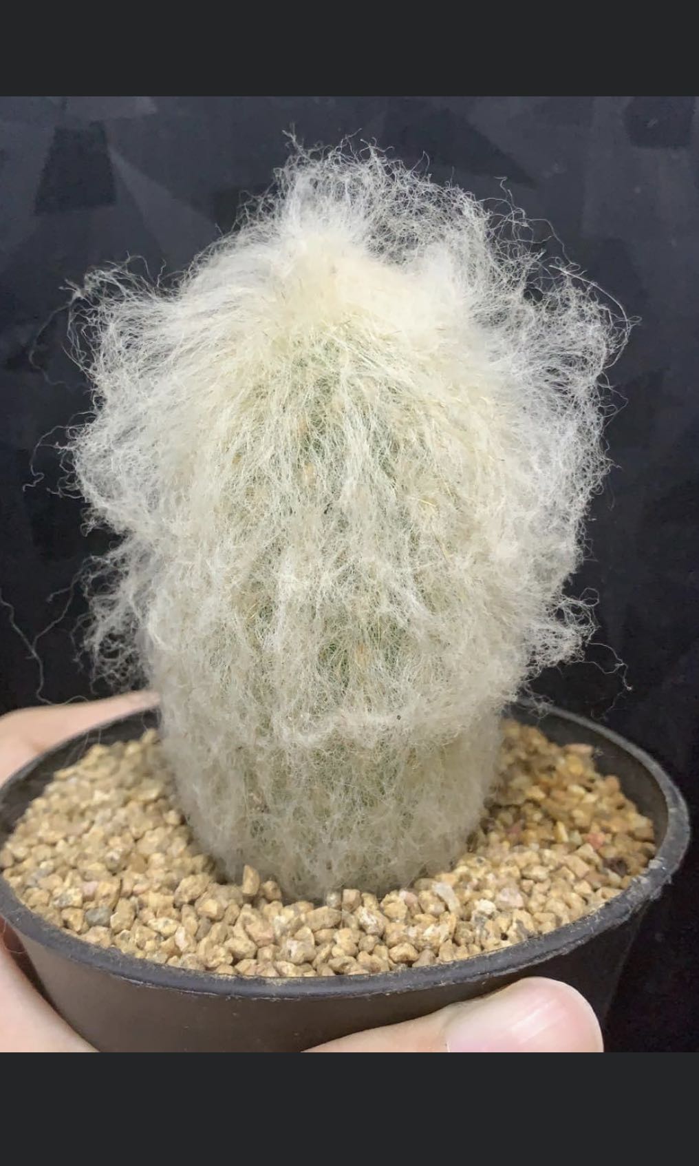 Furry hairy cactus succulent species pot terrarium plant rare cute ...