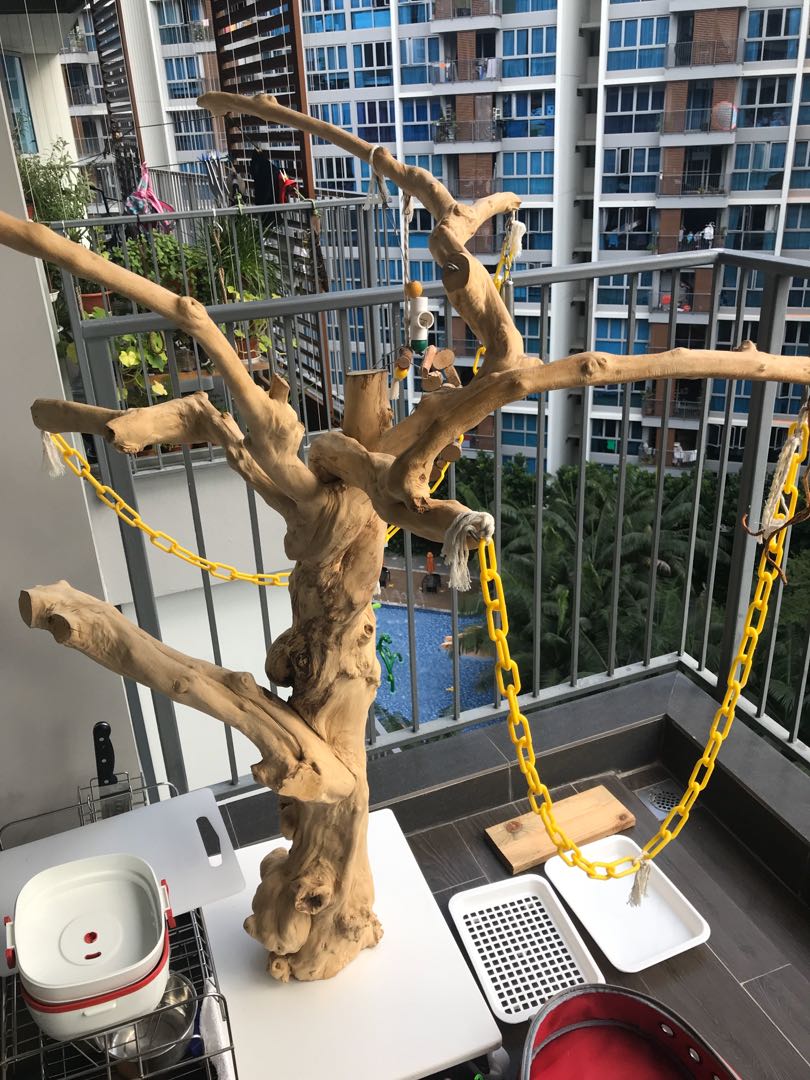 Java Wood Tree Top Perch, Pet Supplies, Homes & Other Pet Accessories ...